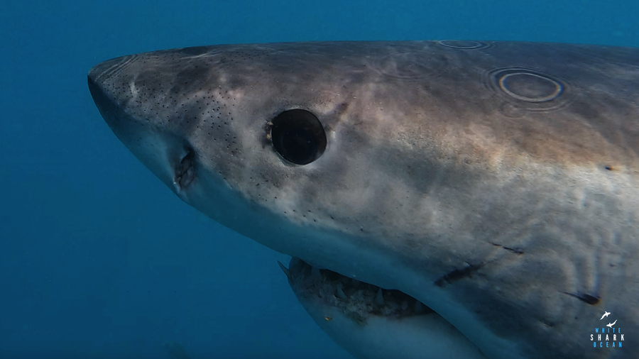 Are Great White Sharks Apex Predators? – White Shark Ocean