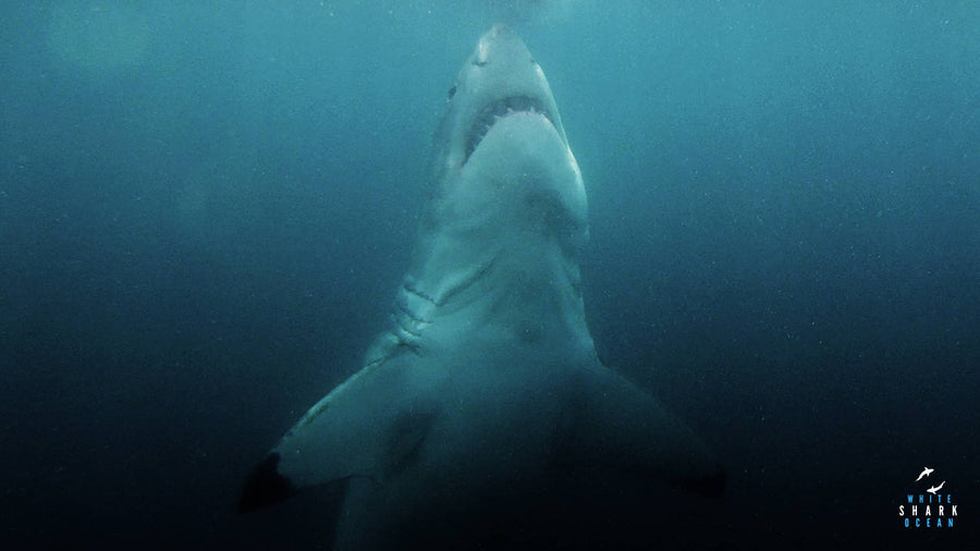 White Shark Ocean