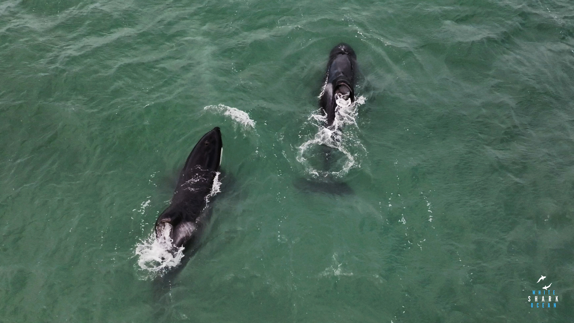 Mossel Bay Great White Shark Update 16/07/2024, Port And Starboard ...