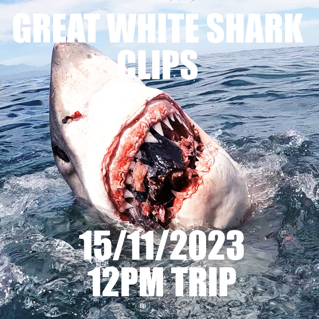 Great White Shark Clips 15/11/2023 12pm Trip – White Shark Ocean