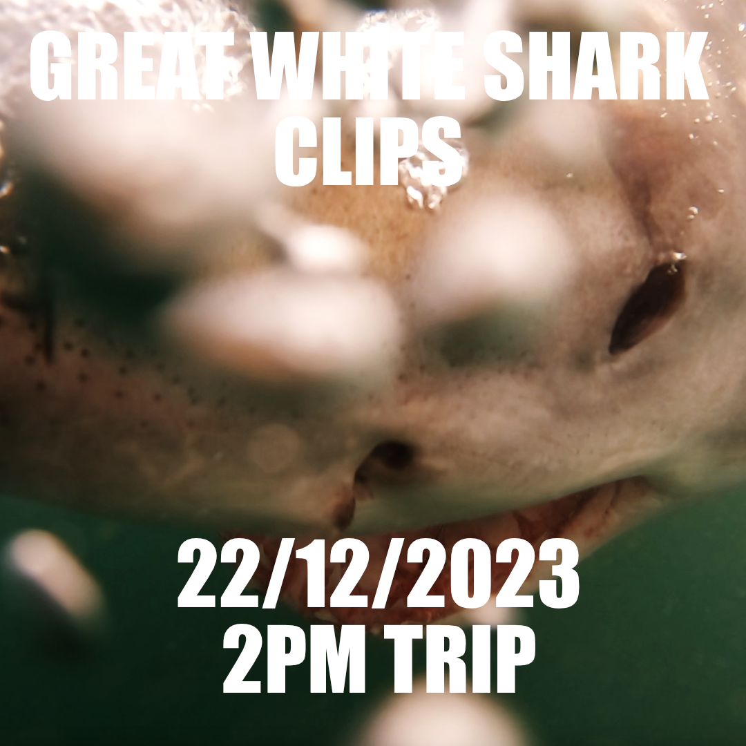 Great White Shark Clips 22/12/2023 2pm Trip – White Shark Ocean