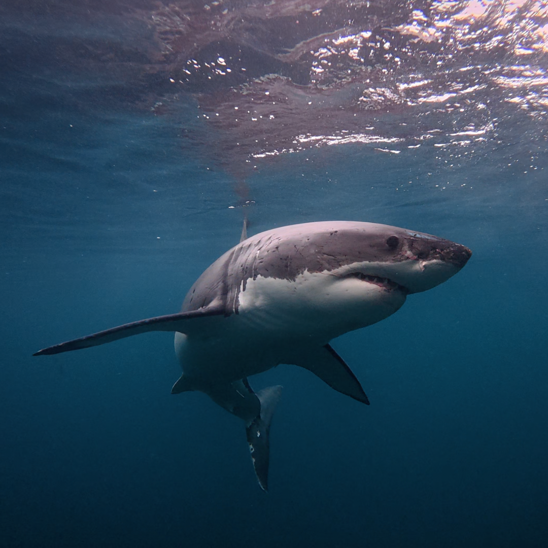 Great White Shark Cage Dive New Zealand – White Shark Ocean