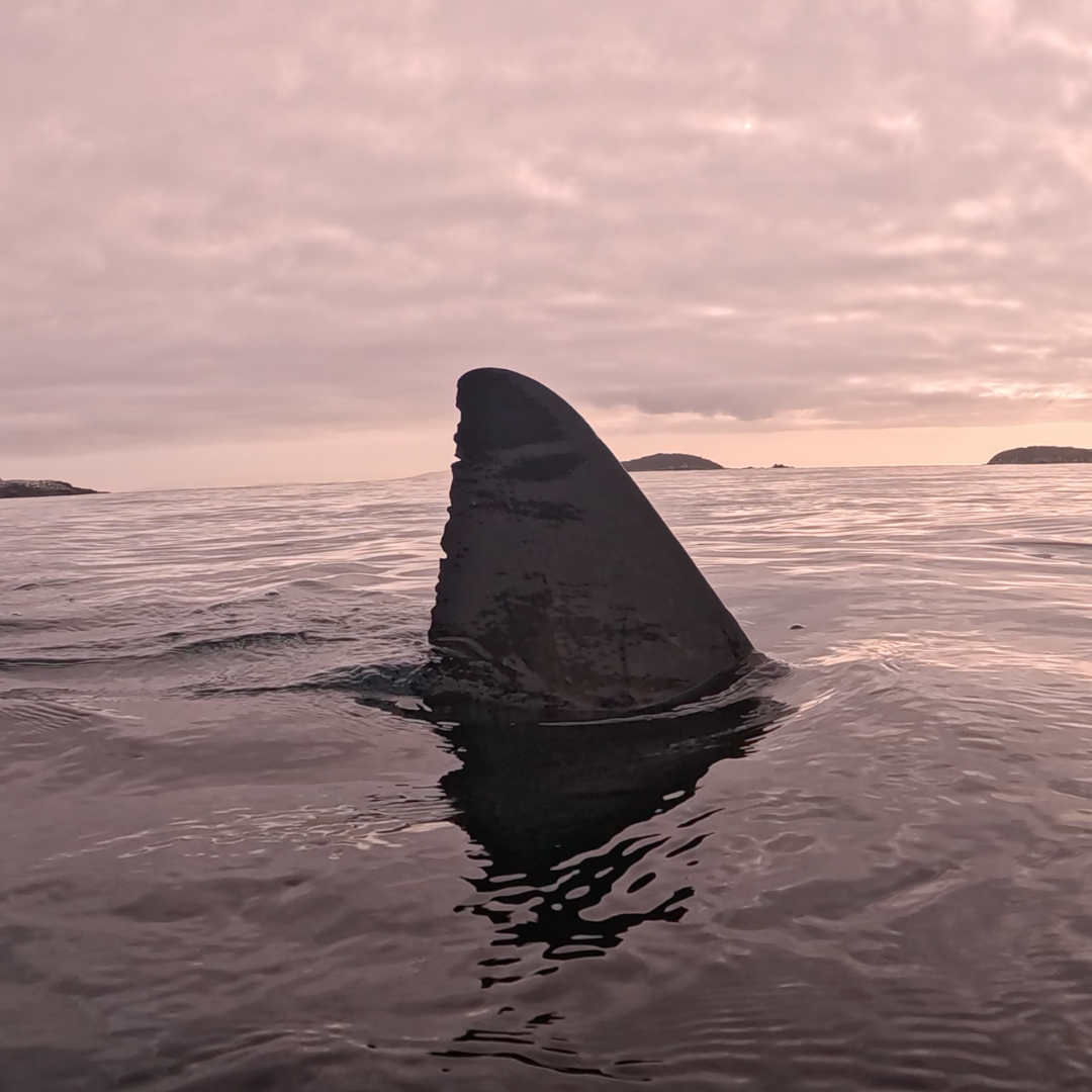 Great White Shark Cage Dive New Zealand – White Shark Ocean