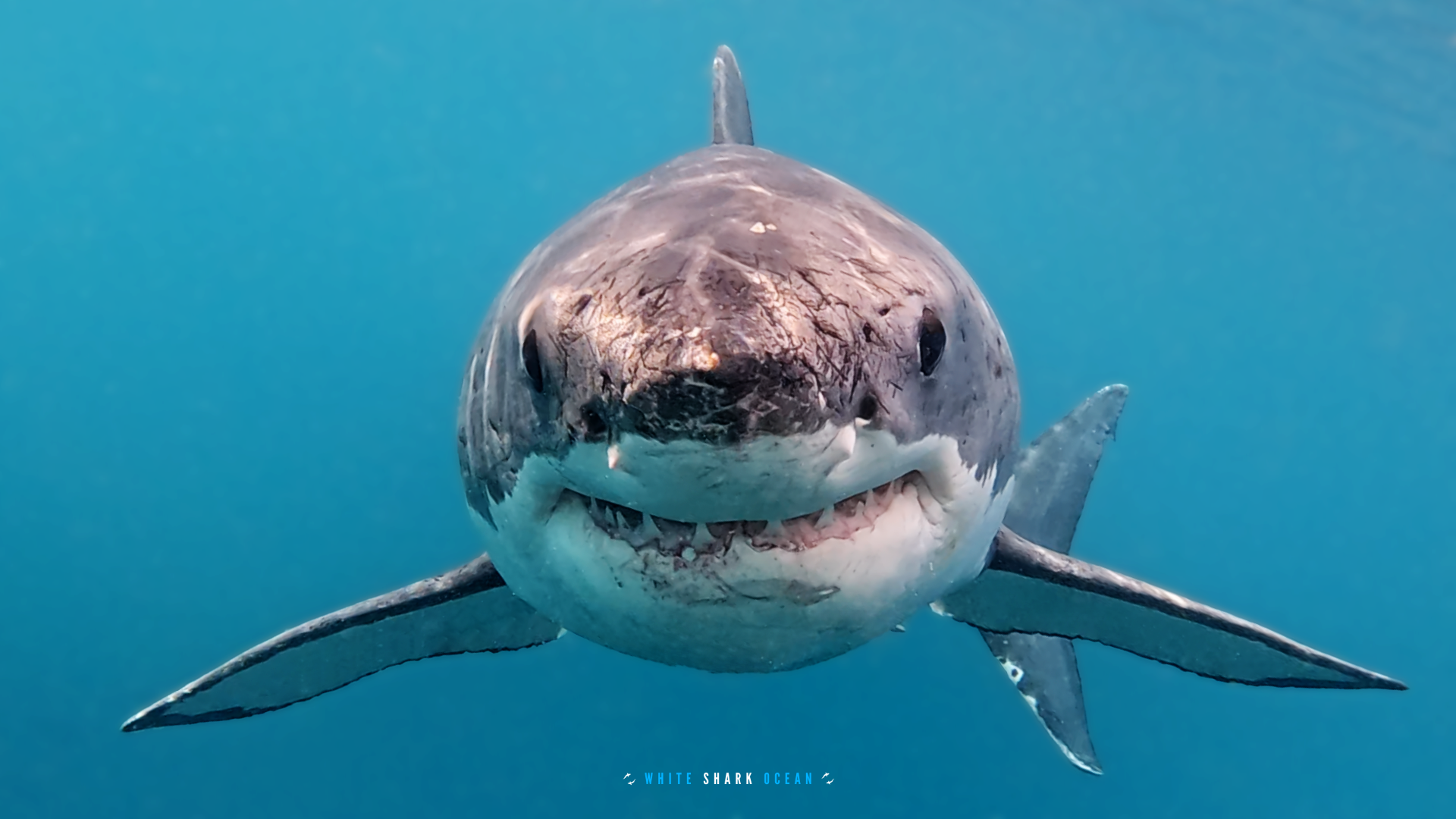 60 Minutes: What Happened to South Africa's Great White Sharks? | White ...