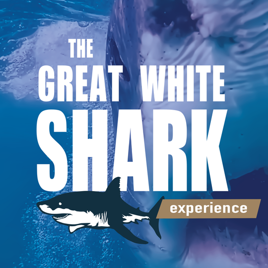 The Great White Shark Experience Podcast – White Shark Ocean