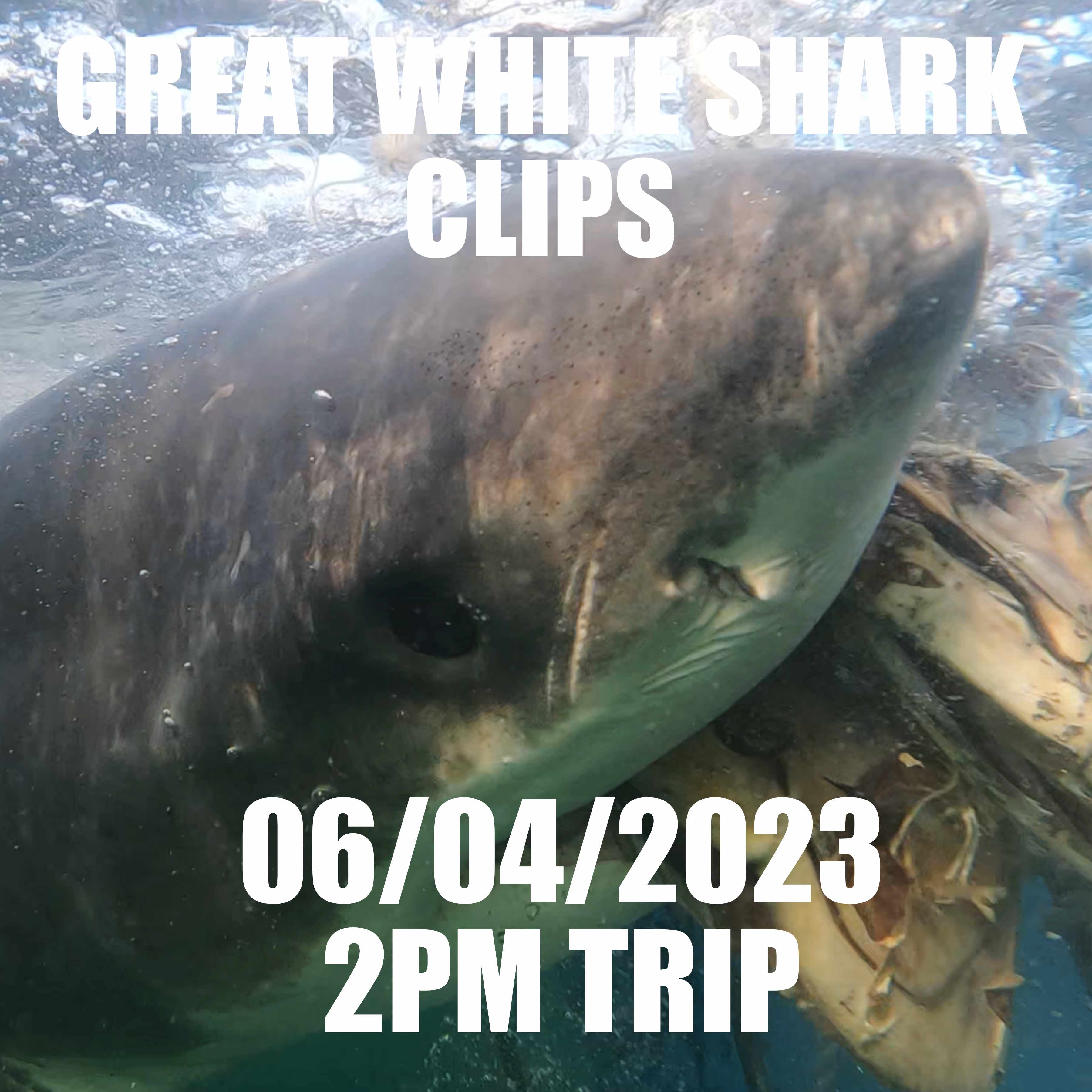 Great White Shark Clips 06/04/2023 2pm Trip – White Shark Ocean