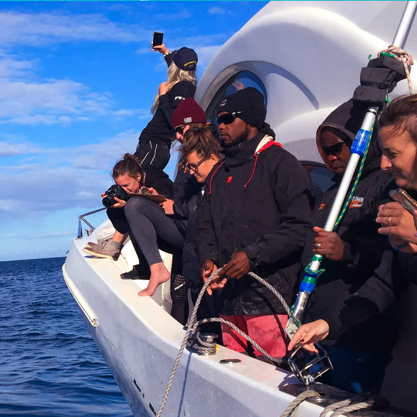 10 Adaptations That Help The Great White Shark Survive – White Shark Ocean